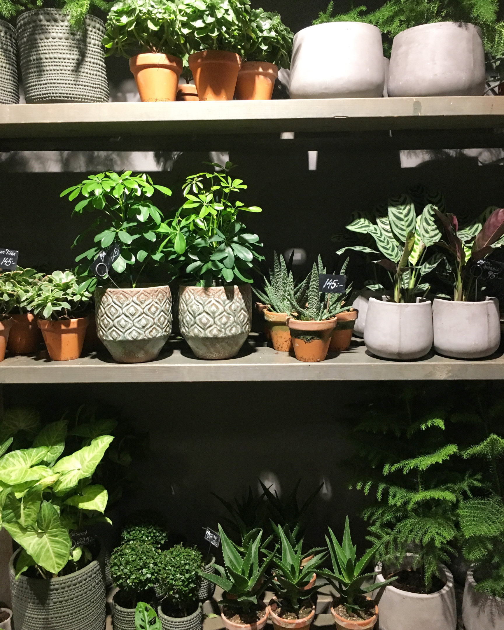 The best House plants for every room in your home - Optimise Home ...